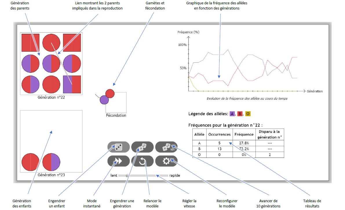 Un modèle diploïde pour la dérive génétique – Sciences de la Vie et de ...