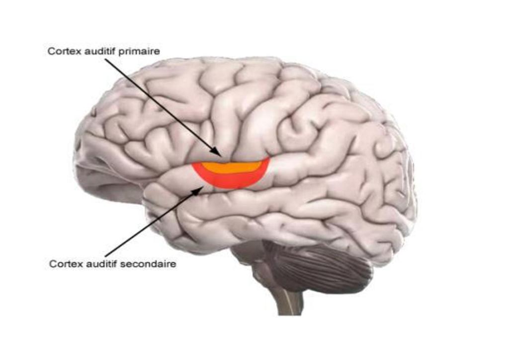 page1-1024px-Cortex_auditifs_primaire_et_secondaire.pdf – Sciences de ...