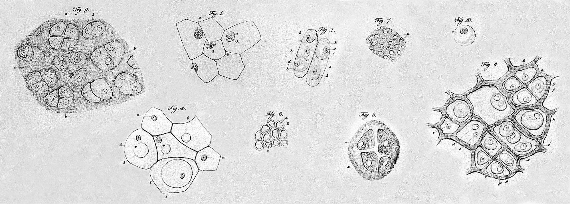 Une histoire de la théorie cellulaire – Sciences de la Vie et de la Terre