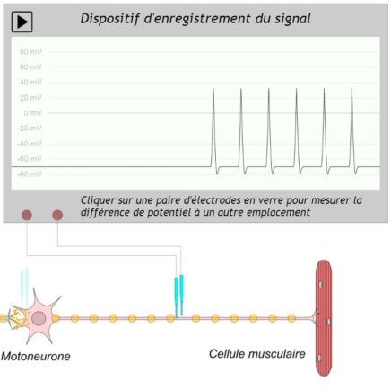 sommation – Sciences de la Vie et de la Terre