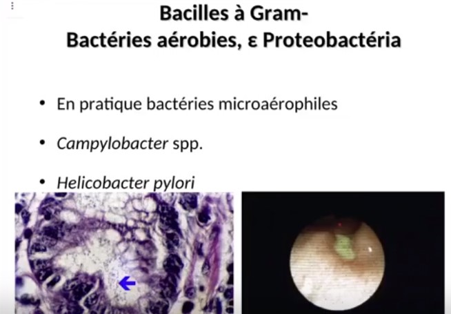 Agents pathogènes et maladies vectorielles (conférence) – Sciences de ...
